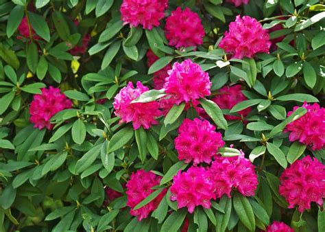 19 Evergreen Flowering Shrubs For Full Sun 🌞 🌺 Best Varieties For Sun