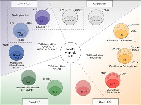 Frontiers Emerging Concepts In Innate Lymphoid Cells 41 Off