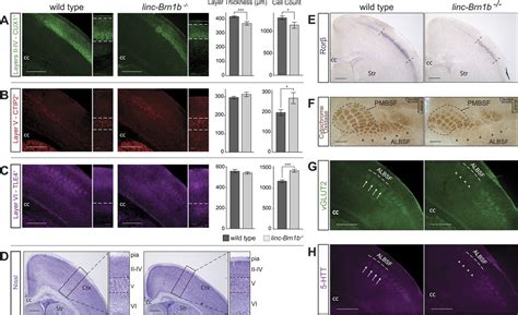 Figures And Data In Multiple Knockout Mouse Models Reveal Lincrnas Are