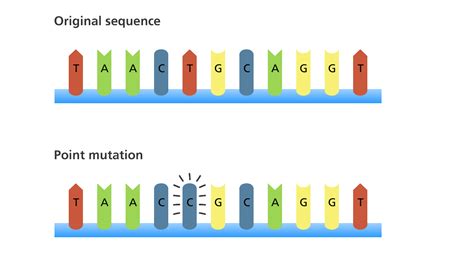 What Types Of Mutation Are There Facts