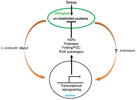 Ijms Free Full Text Chloroplasts Protein Quality Control And