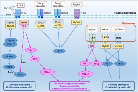 Toll Like Receptors And Breast Cancer