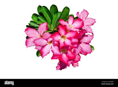 Floral Background Close Up Desert Rose Pink Tropical Flowers Isolated