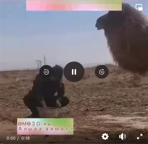 ЮҮХҮҮ On Twitter Тэмээ нь өвс тэжээлээ зажилж чадахгүй болсноос эзэн