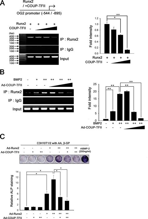 Coup Tfii Blocks Runx2 Binding On Oc Gene A C3h10t1 2 Cells Were