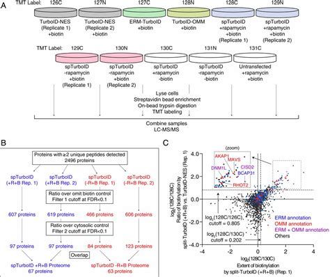 Split Turboid Enables Contact Dependent Proximity Labeling In Cells Pnas