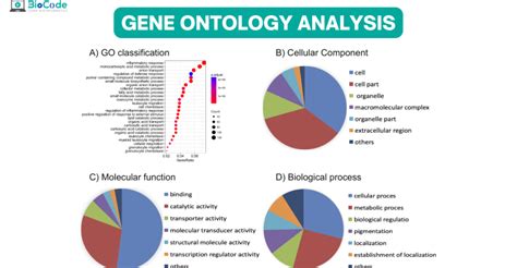 Gene Ontology Biocode