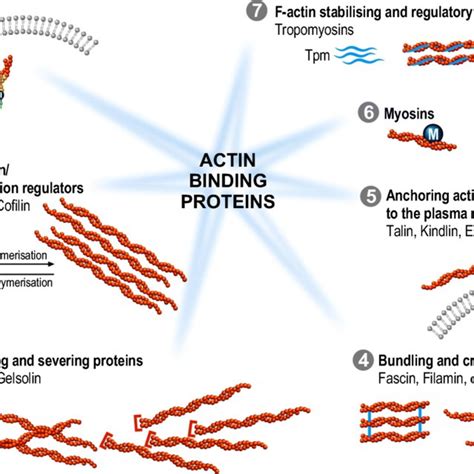 Overview Of The Main Families Of Actin Binding Proteins Actin Binding