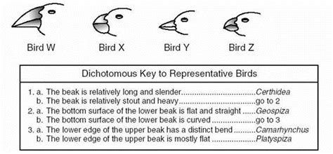 Learning About Dichotomous Keys What Is That