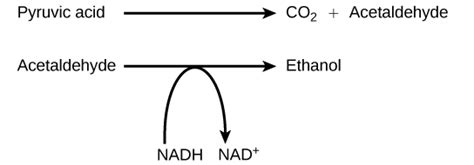 Fermentation · Concepts Of Biology