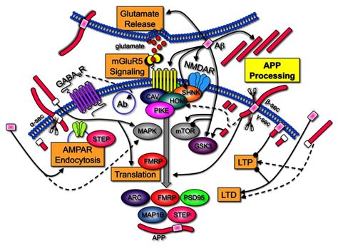 Amyloid Beta Protein Precursor And Aβ Are Key Regulators Of Synaptic