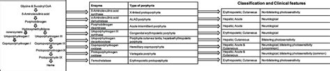 The Heme Biosynthetic Pathway Showing Intermediates Enzymes And Types
