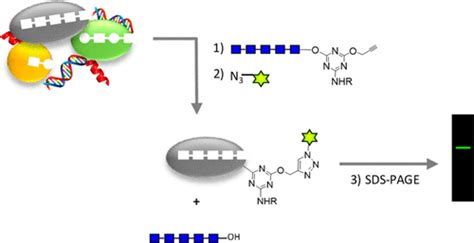 Unprecedented Affinity Labeling Of Carbohydrate Binding Proteins With S