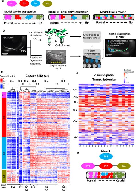 Cardiovascular Cell Lineage Schematic Representation