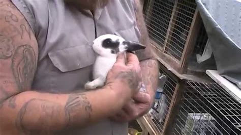 how to tell the sex of a rabbit youtube