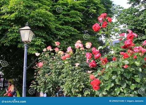 Vienna Austria June 17 2023 Different Colors Roses In Vienna