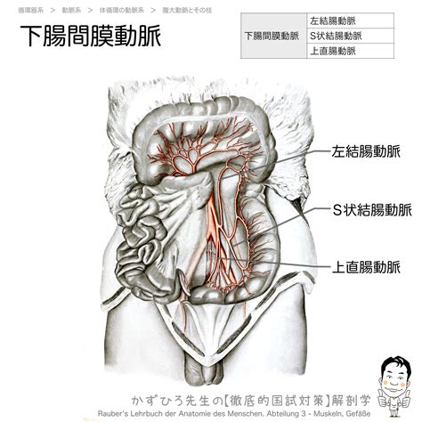 下腸間膜動脈（腹大動脈の主に消化器系に至る臓側枝 ③） 徹底的解剖学