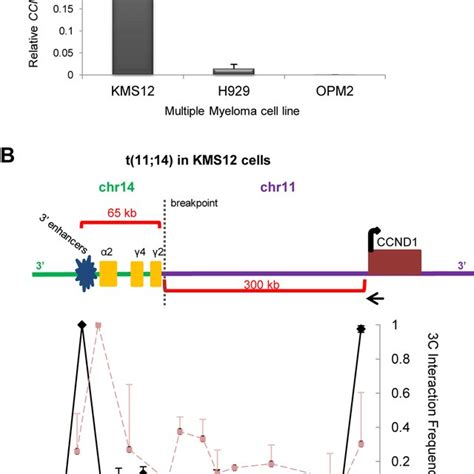A Long Range Cis Interaction In Kms12 Cells Connects The Ccnd1 Promoter