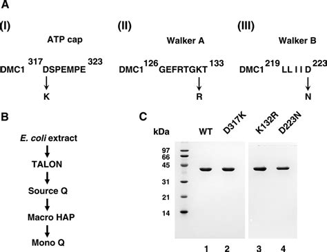 Purification Of Human Dmc1 And Mutant Proteins A The Conserved