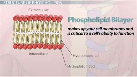 Phospholipid Structure Function And Examples Lesson