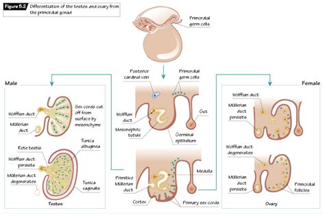 gonadal development in the embryo nurse key