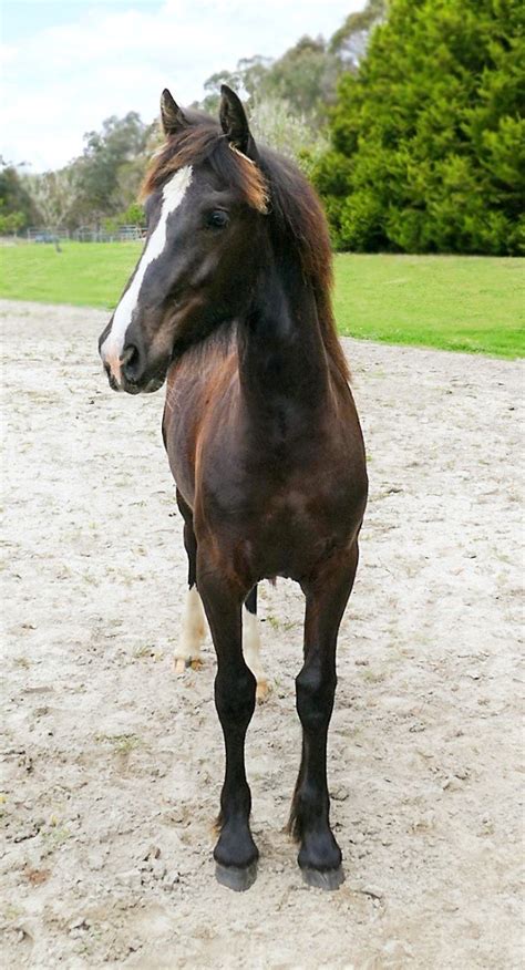 hh maximus friesian clydie cross