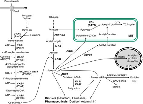 Biosynthesis Of Coa In S Cerevisiae Metabolic Pathways Requiring