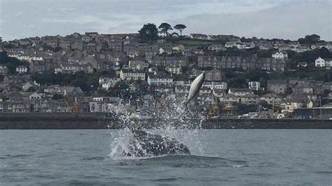 Dolphin Pictured Killing Porpoise By Flipping It Into Air Bbc News
