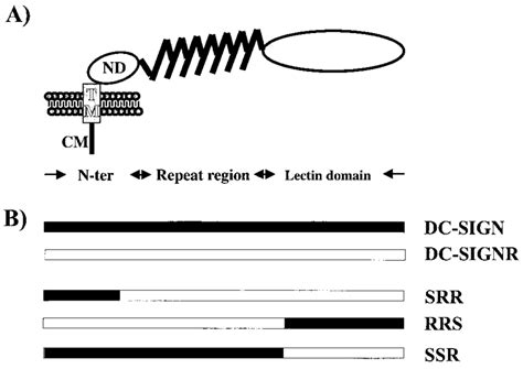 Schematic Representation Of Dc Sign And The Dc Sign Dc Signr Chimeras