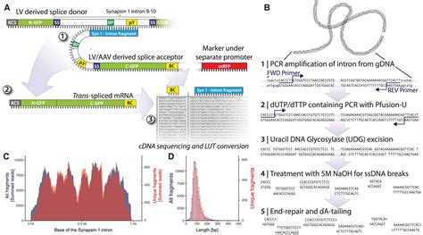 Molecular Barcoding Of Viral Vectors Enables Mapping And Optimization