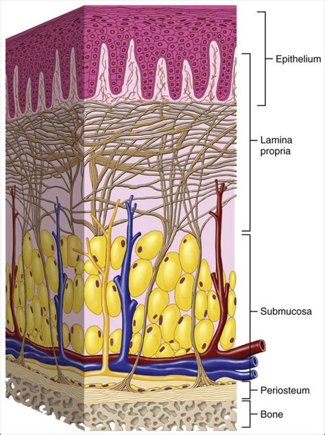 12 Oral Mucosa Pocket Dentistry
