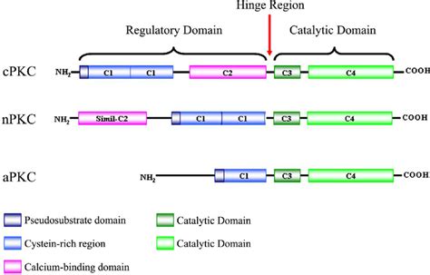Schematic Representation Of Protein Kinase C Pkc Isoenzyme Structure