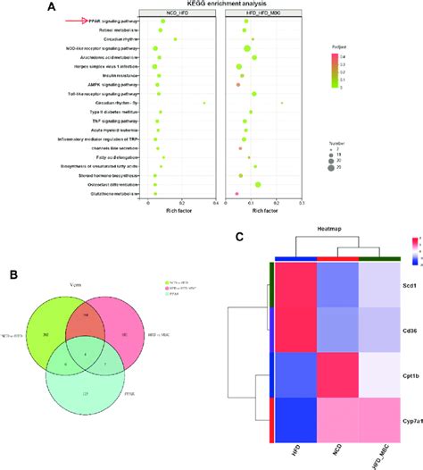 Kegg Pathway Enrichment Analysis And Identification Of Degs A Kegg