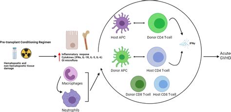 Frontiers Targeting The Cd27 Cd70 Pathway To Improve Outcomes In Both