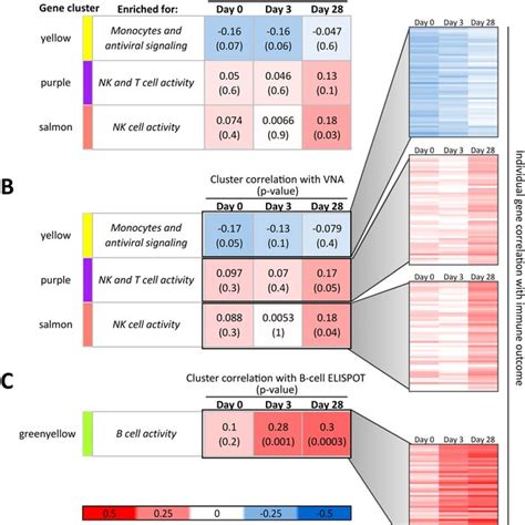 Time Development Of Gene Expression Correlation With Antibody And