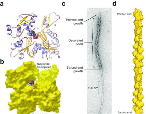 Figure1 Structure Of The Actin Molecule And Actin Filament Modified