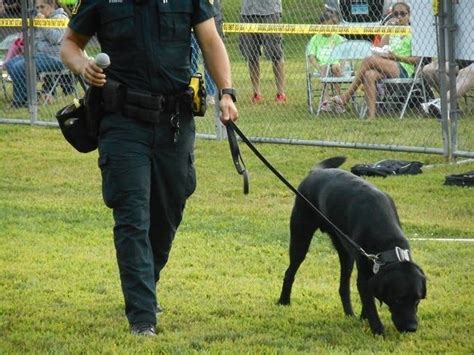 Naugatuck Police Dept K9 Demonstrations [photos] Naugatuck Ct Patch
