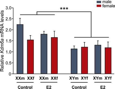 17β Estradiol E2 Effect On Kdm6a Mrna Levels In Fcg Hypothalamic