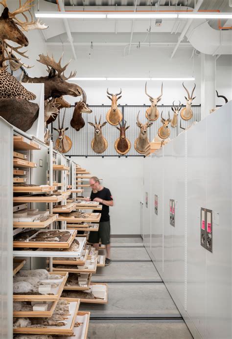 Burke Museum Of Natural History And Culture By Olson Kundig Architizer