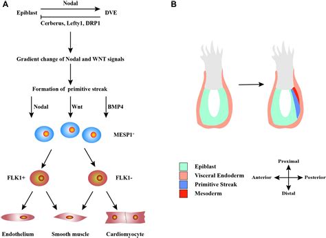 Frontiers Differentiation And Application Of Human Pluripotent Stem