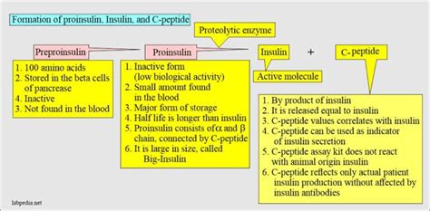 C Peptide Insulin Proinsulin And Interpretations