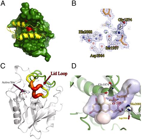 Structure And Function Of An Iterative Polyketide Synthase Thioesterase