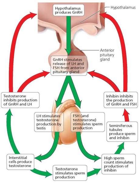Figure 17 5 The Feedback Relationships Among The Hypothalamus