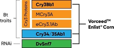 Corn Rootworm Management Using Rnai