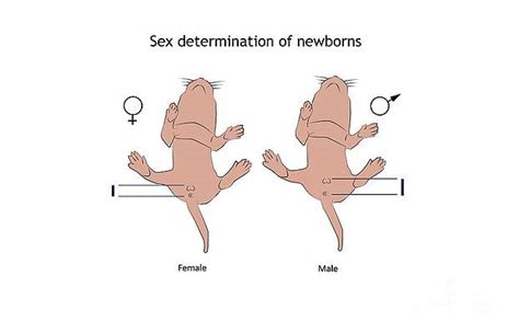sex determination art pixels