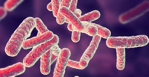 Pseudomonas Infections Causes Symptoms And Treatments