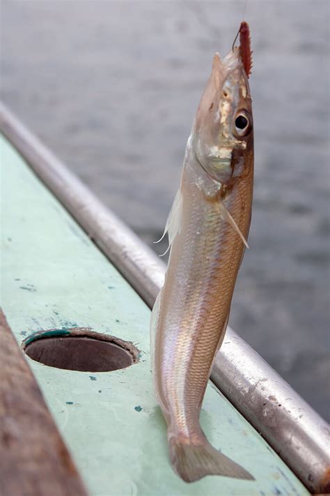 【シロギスとは】オーストラリアには70センチ級も 釣船 湘南 茅ヶ崎 一俊丸