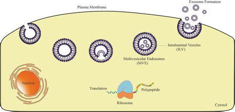 Exosome Biogenesis Exosomes Are Formed By Producing Mvb And Ilv