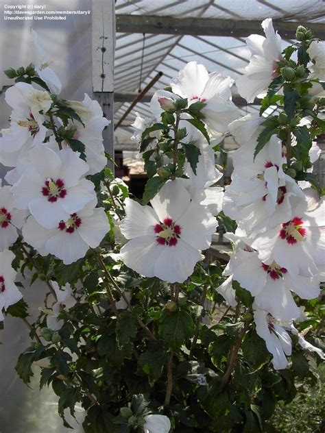 Plantfiles Pictures Hibiscus Rose Of Sharon Shrub Althea Helene