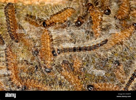 Oak Processionary Moth Thaumetopoea Processionea Caterpillars In Web